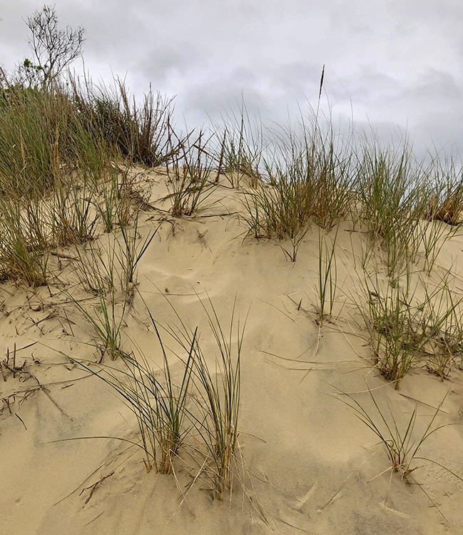 Eric Saunders - Chatham Artists Guild