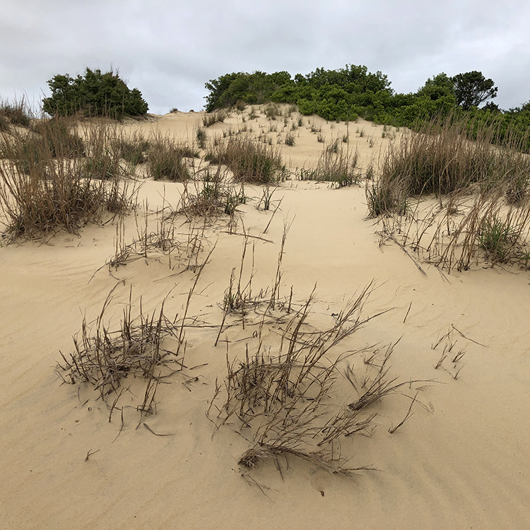 Eric Saunders - Chatham Artists Guild