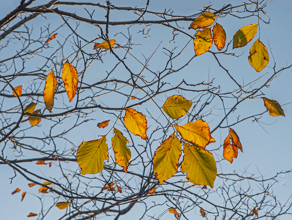 Eric Saunders - Chatham Artists Guild